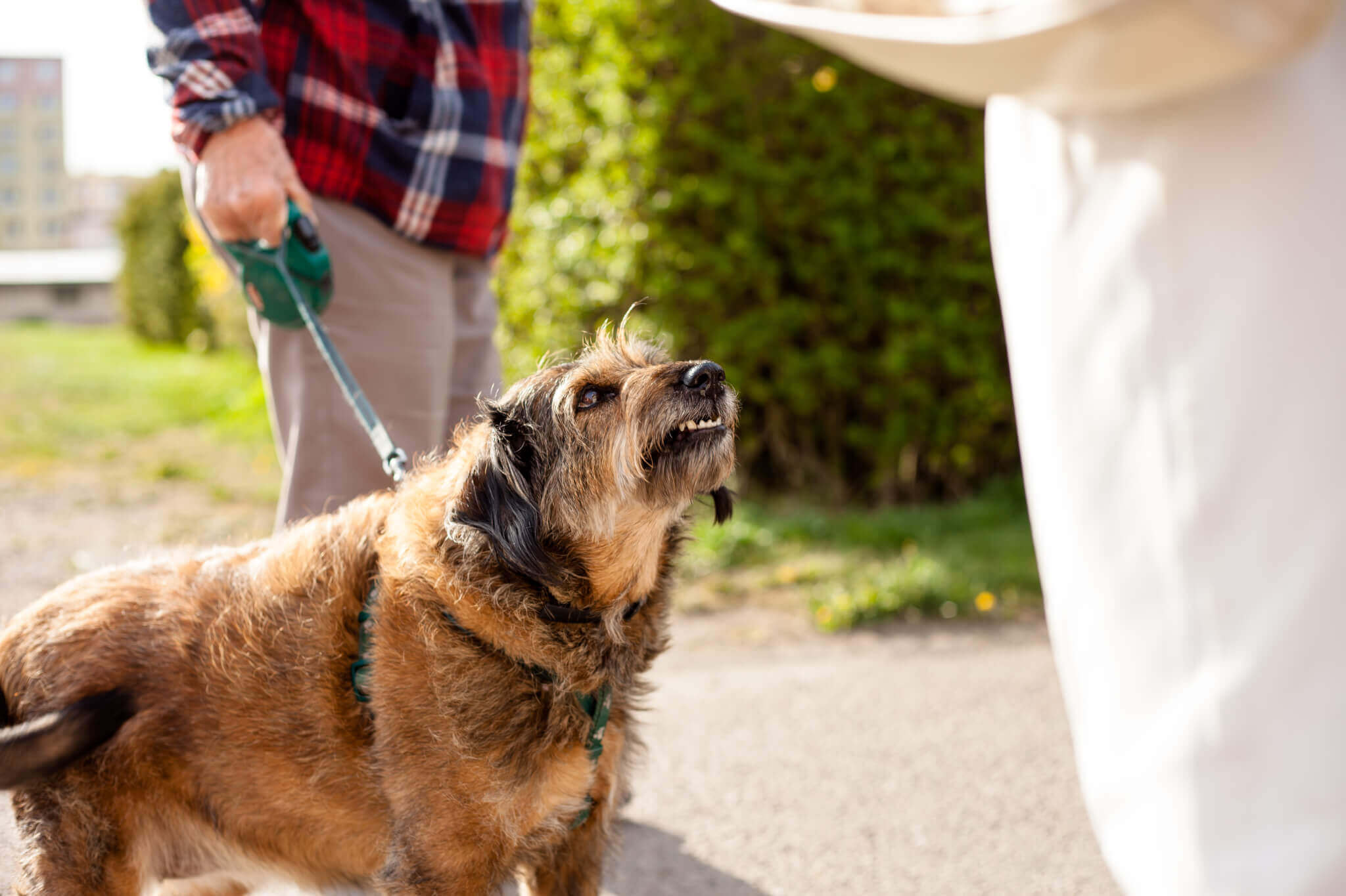 Animal Strikes and the Law | Gatehouse Chambers